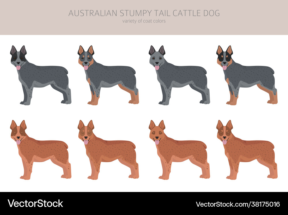 Australian stumpy tail cattle dog all colours Vector Image