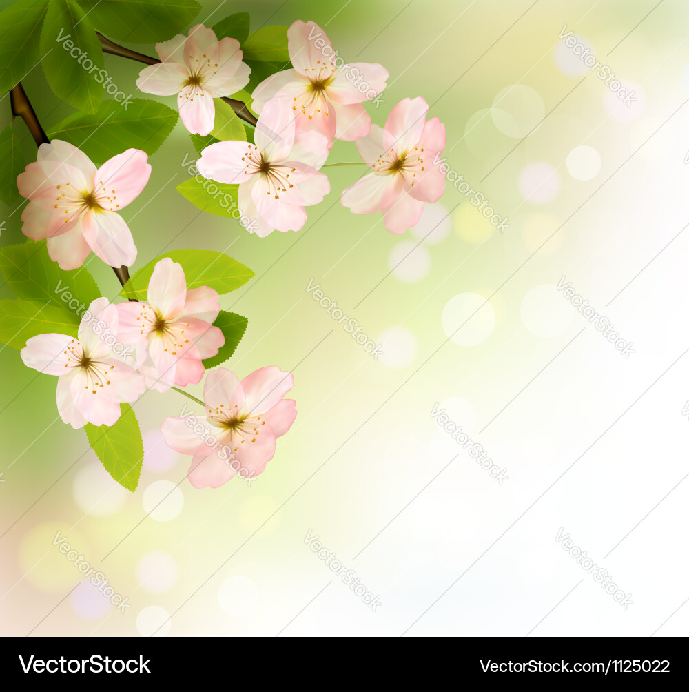 Spring background with blossoming tree brunch Vector Image