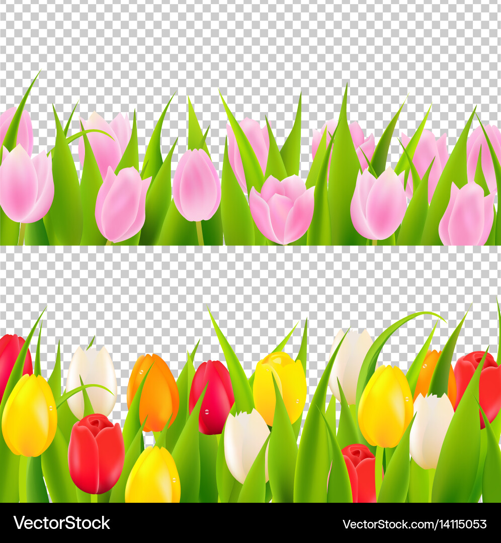 Tulip border with transparent background Vector Image