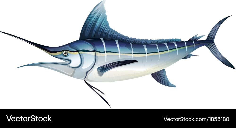 Atlantic blue marlin Royalty Free Vector Image