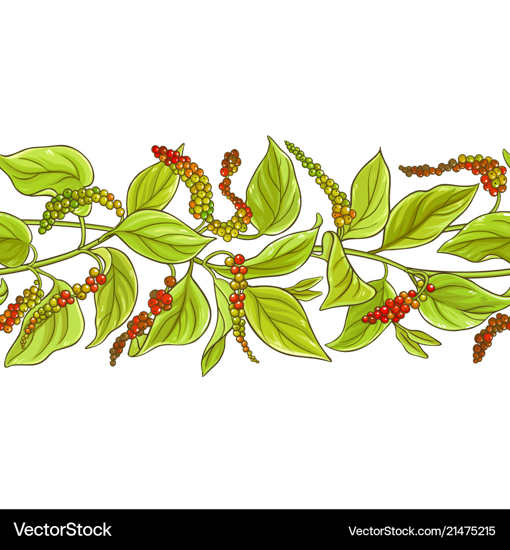 Black ground pepper Royalty Free Vector Image - VectorStock