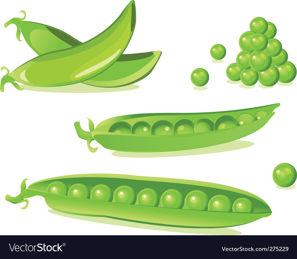 Pea pod Royalty Free Vector Image - VectorStock