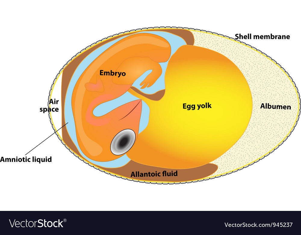 Bird Egg Embryo Diagram Royalty Free Vector Image