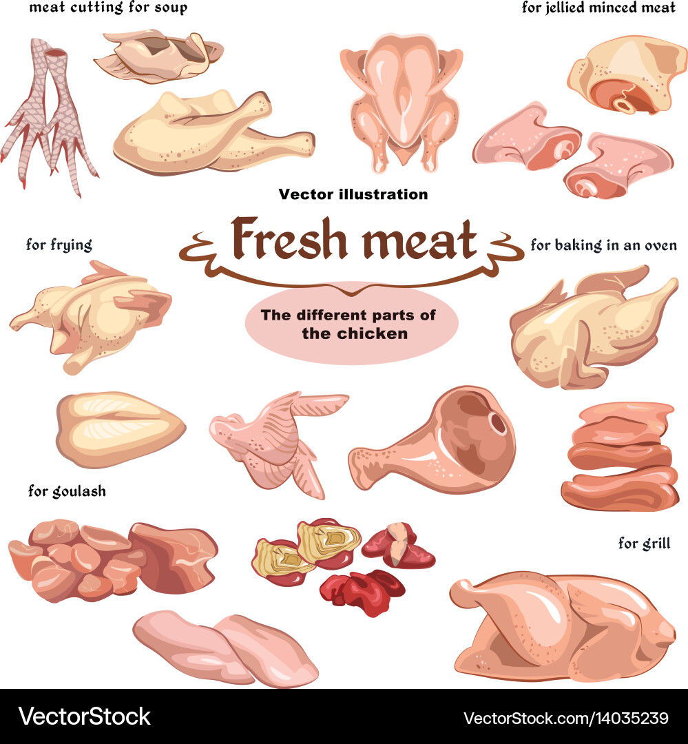 Colored sketch chicken meat parts set Royalty Free Vector