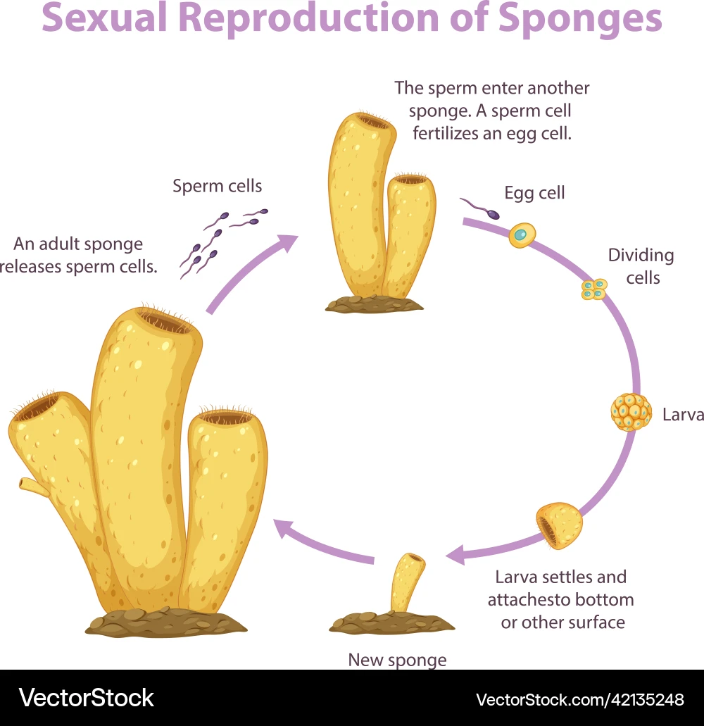 Vase Sponge Diagram Pearl Vase Design 3 Greige