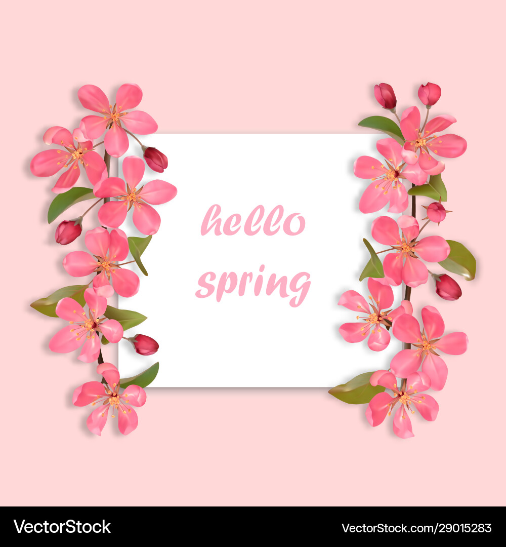 Hello spring card with pink cherry blossom Vector Image