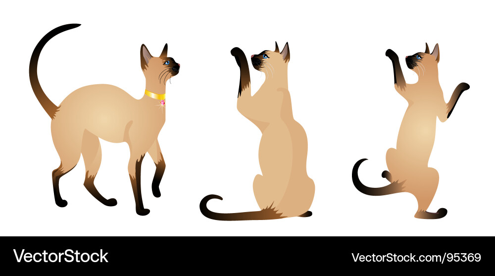 Siamese cats Royalty Free Vector Image - VectorStock