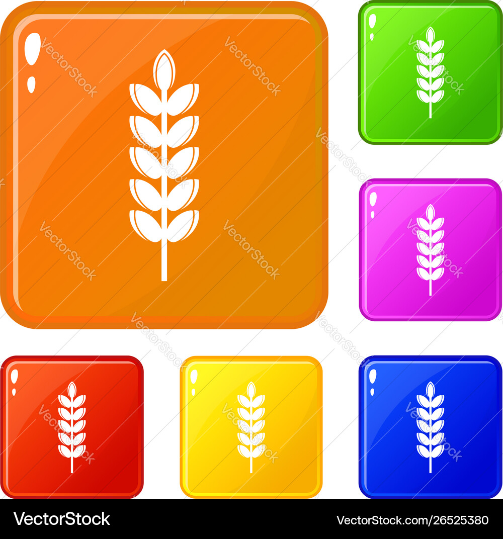 Big grain spike icons set color Royalty Free Vector Image