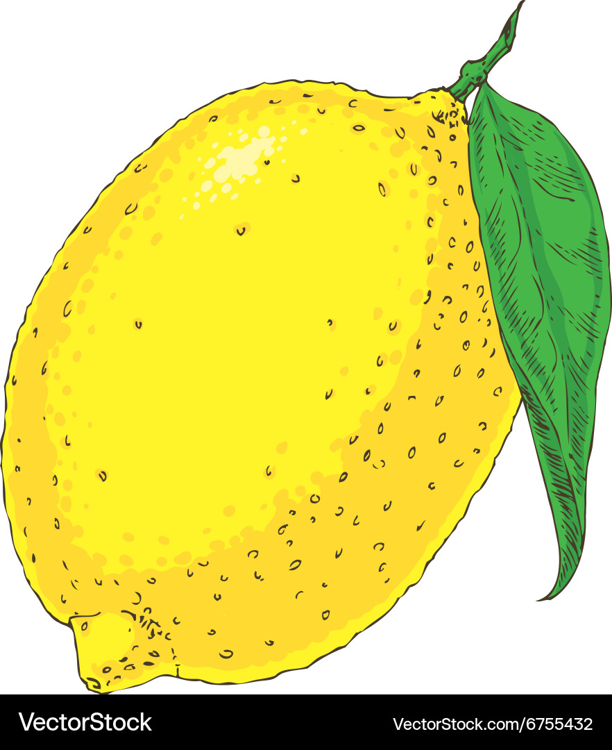Ripe yellow lemon Royalty Free Vector Image - VectorStock