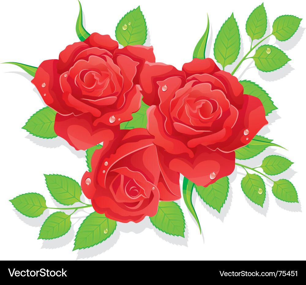 Red roses Royalty Free Vector Image - VectorStock