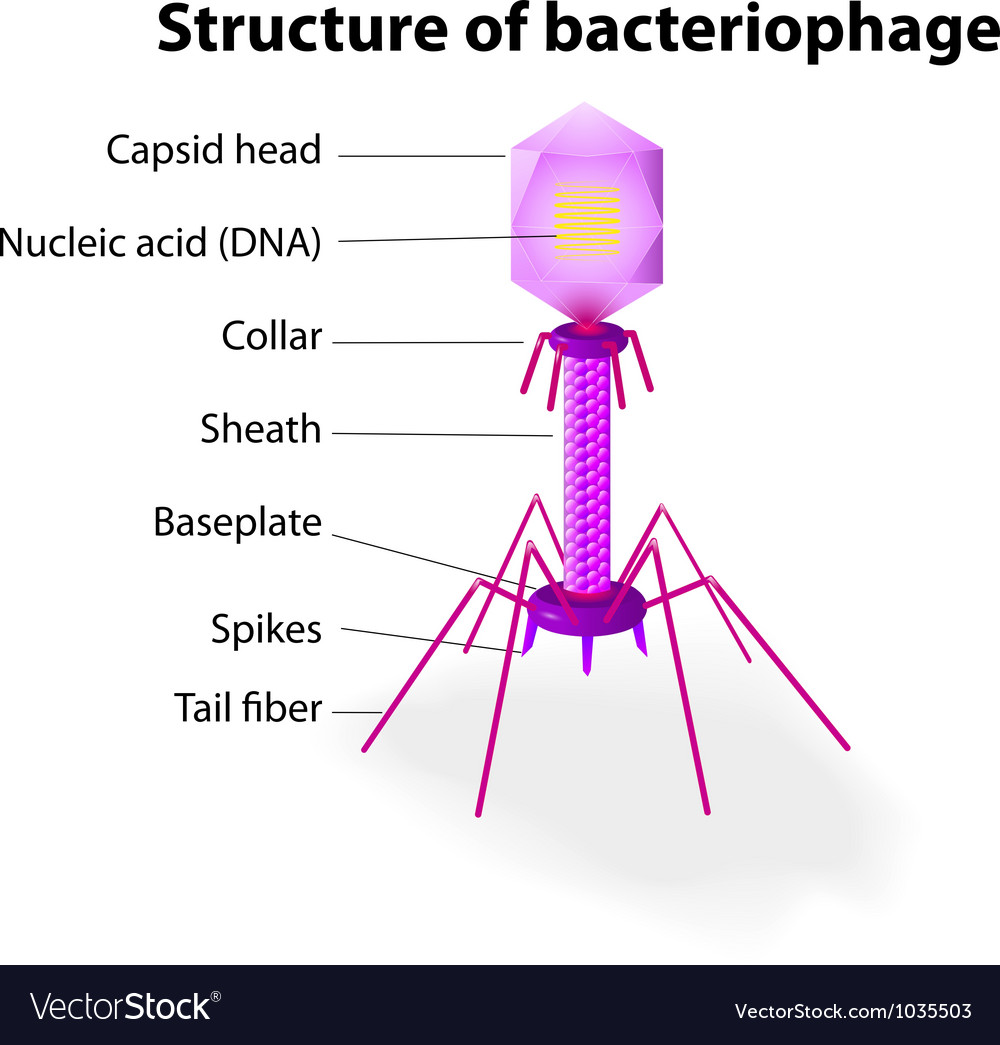 Bacteriophage Royalty Free Vector Image Vectorstock