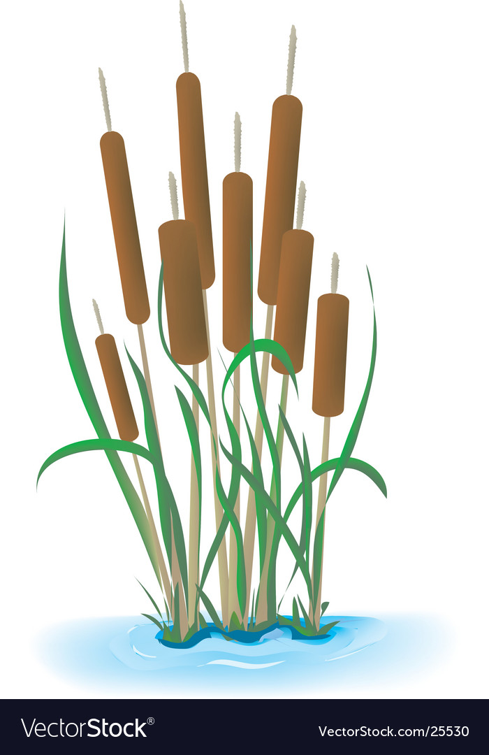 Cattails Royalty Free Vector Image - VectorStock