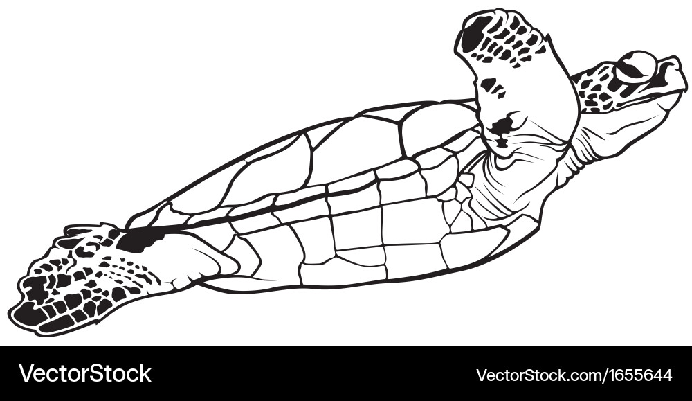 Sea Turtle Royalty Free Vector Image - VectorStock