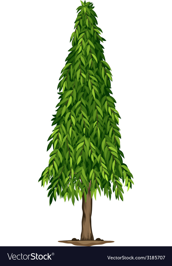 A tall ashoka tree Royalty Free Vector Image - VectorStock