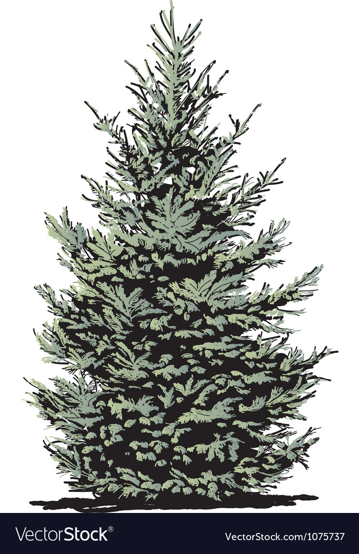 Pine tree Royalty Free Vector Image - VectorStock
