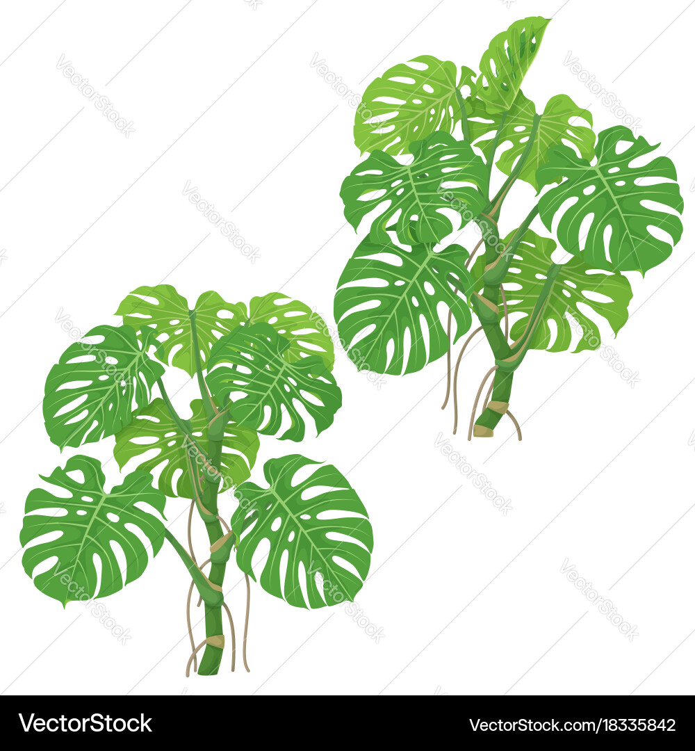 Monstera plants isolated Royalty Free Vector Image