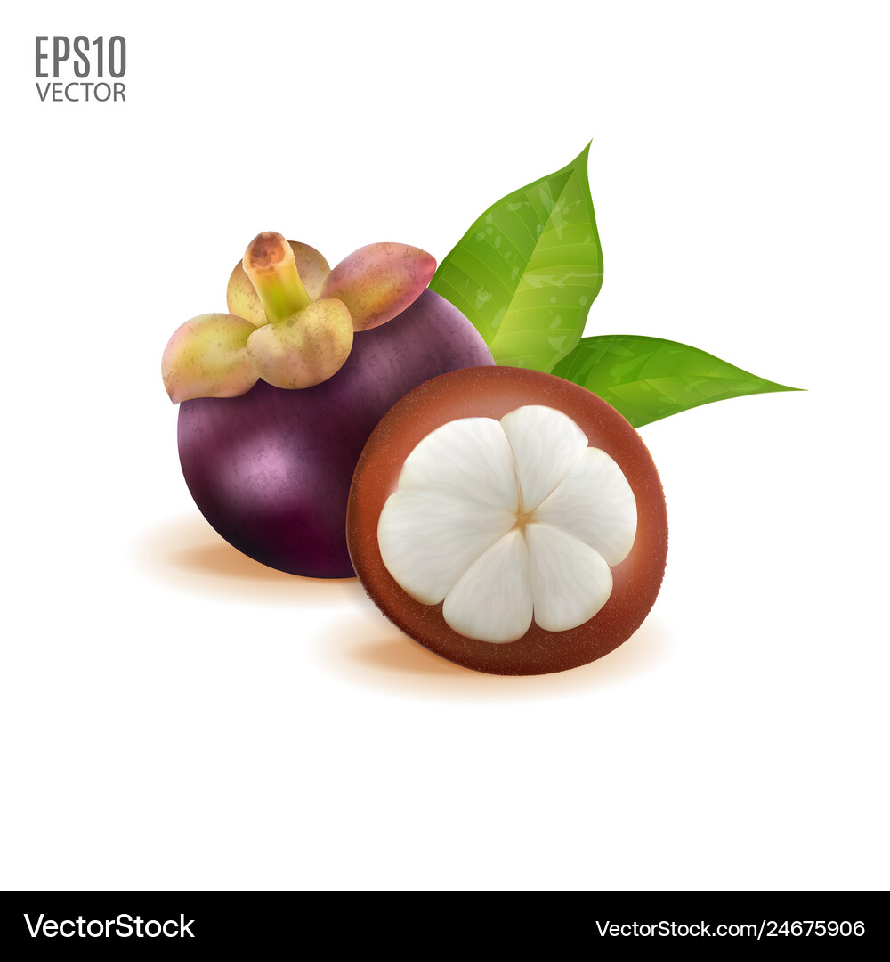 Tropical fruit mangosteen with green Royalty Free Vector