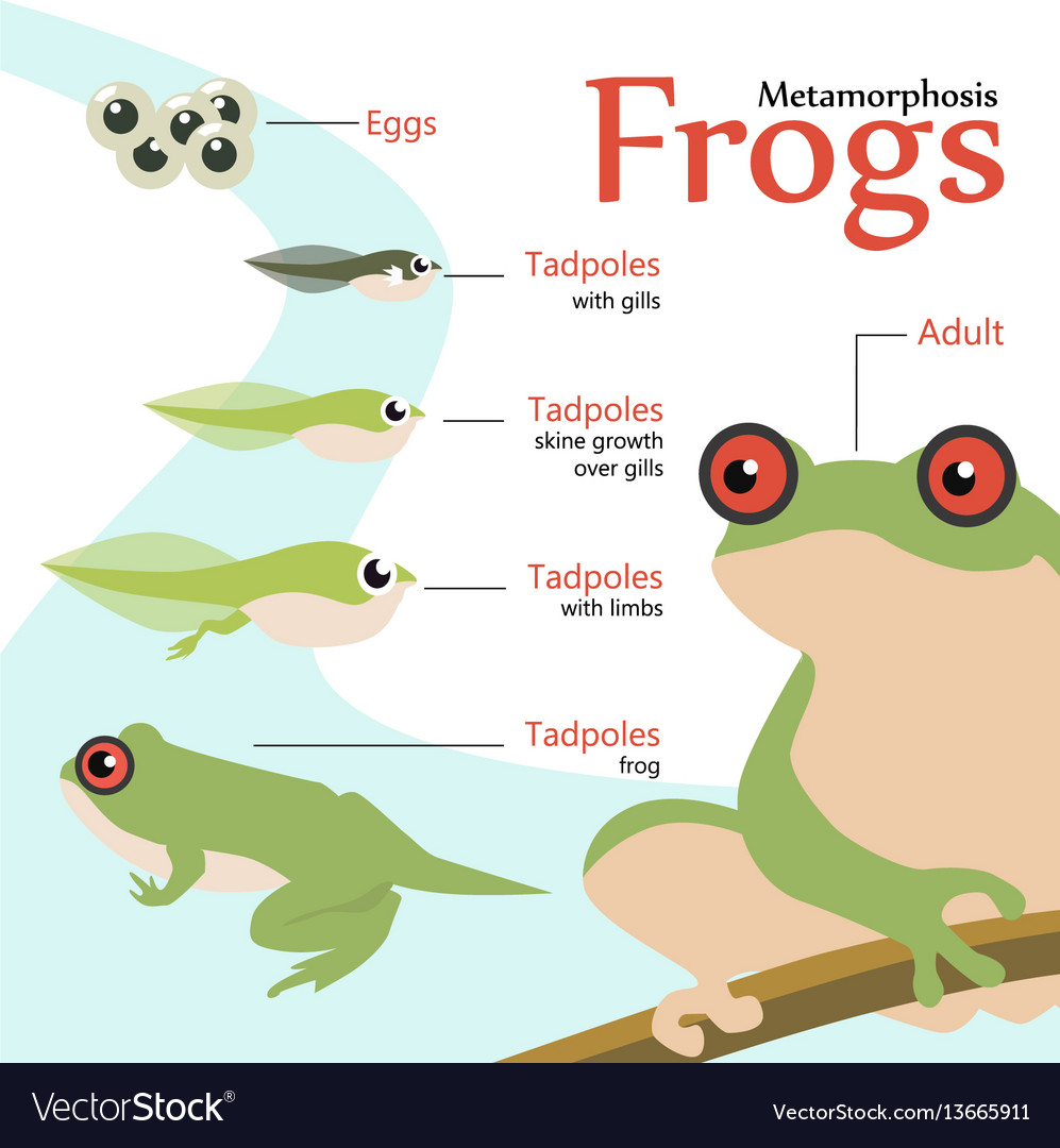 Metamorphosis life cycle of a frog Royalty Free Vector Image