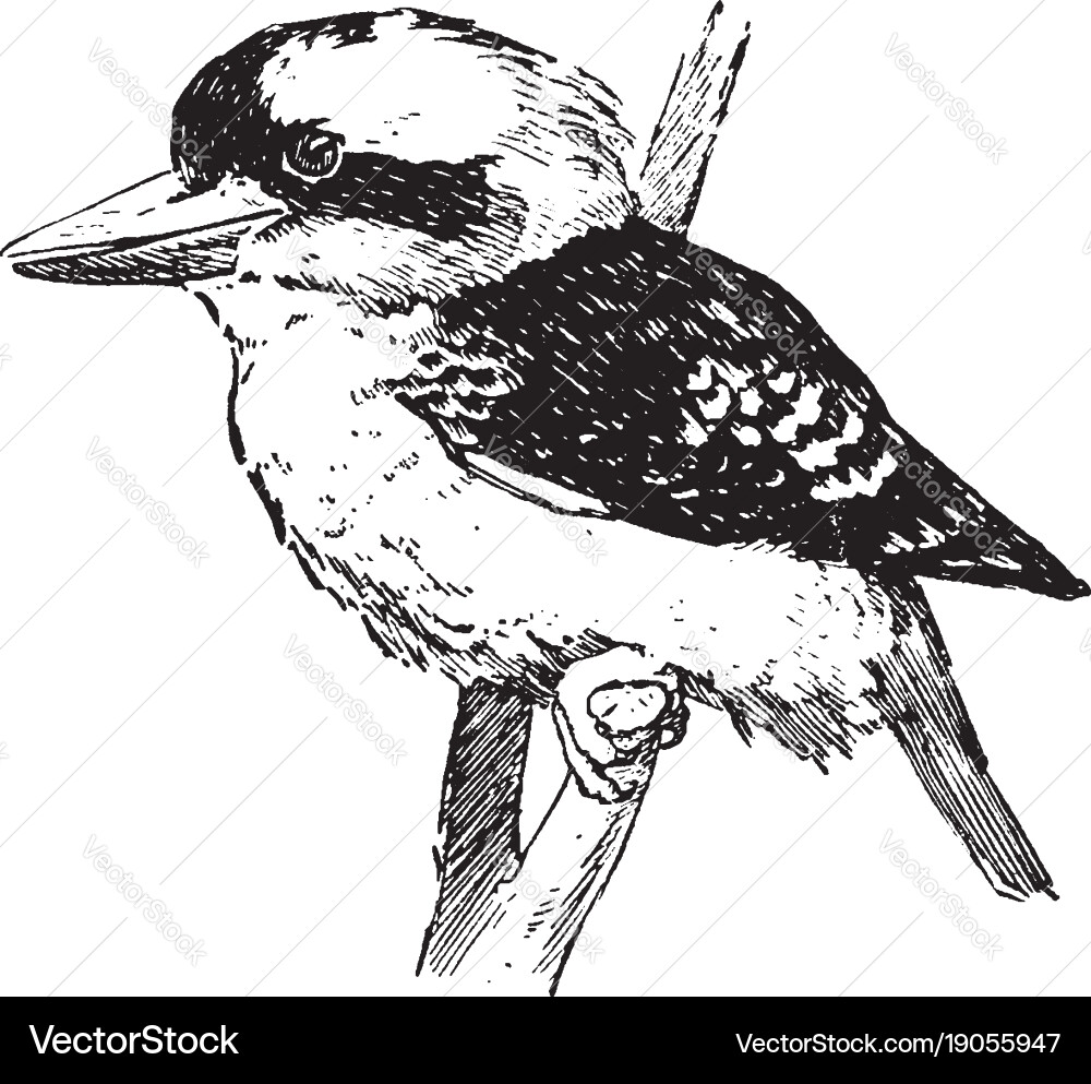 Kookaburra vintage Royalty Free Vector Image - VectorStock