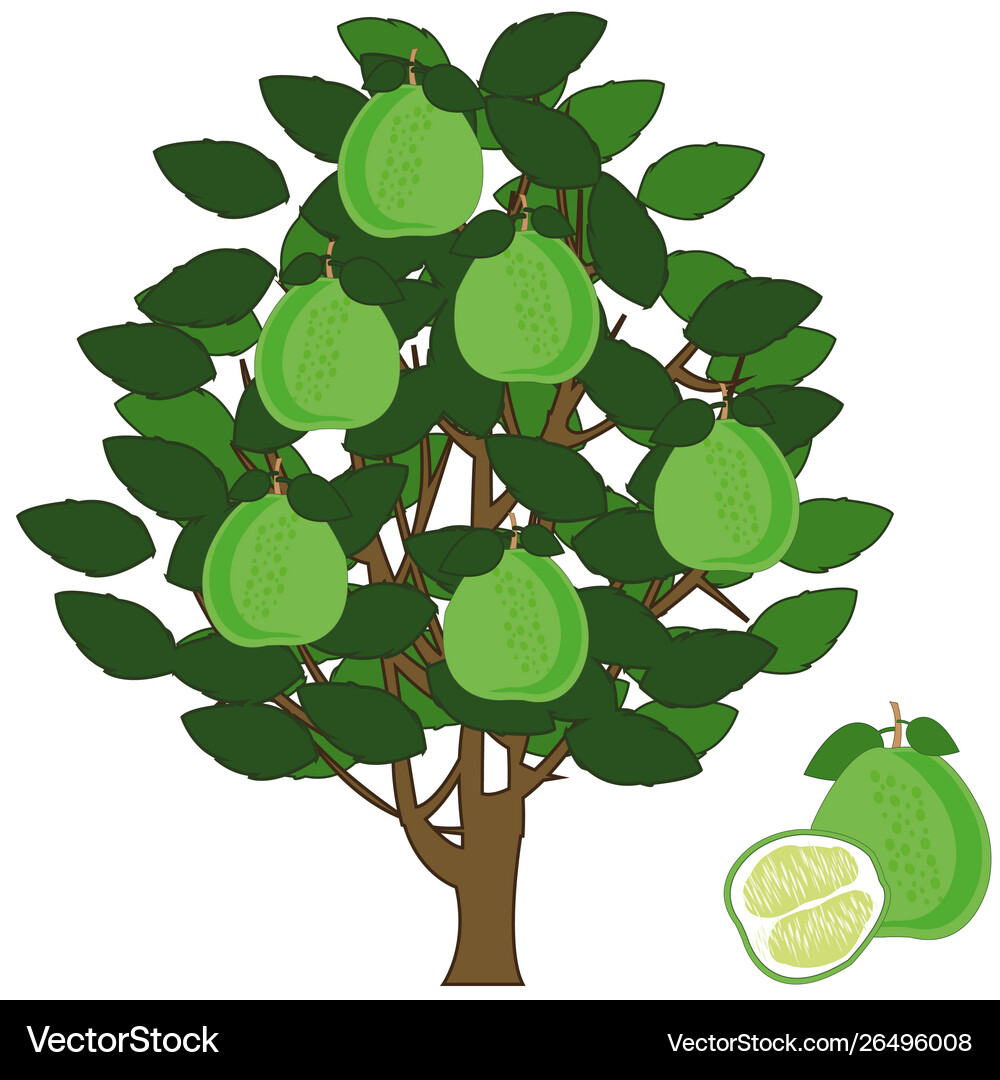 Fruit tree with exotic Royalty Free Vector Image