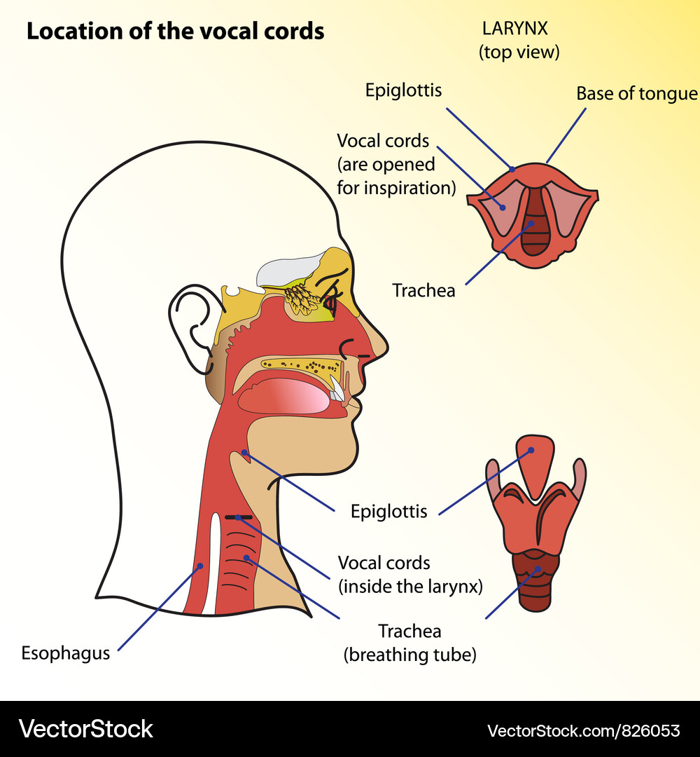 Vocal cords Royalty Free Vector Image - VectorStock