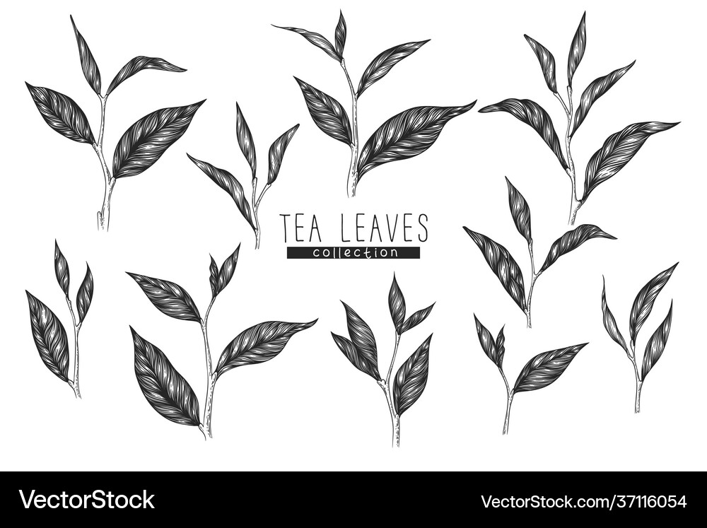 Collection with hand drawn tea leaves Royalty Free Vector
