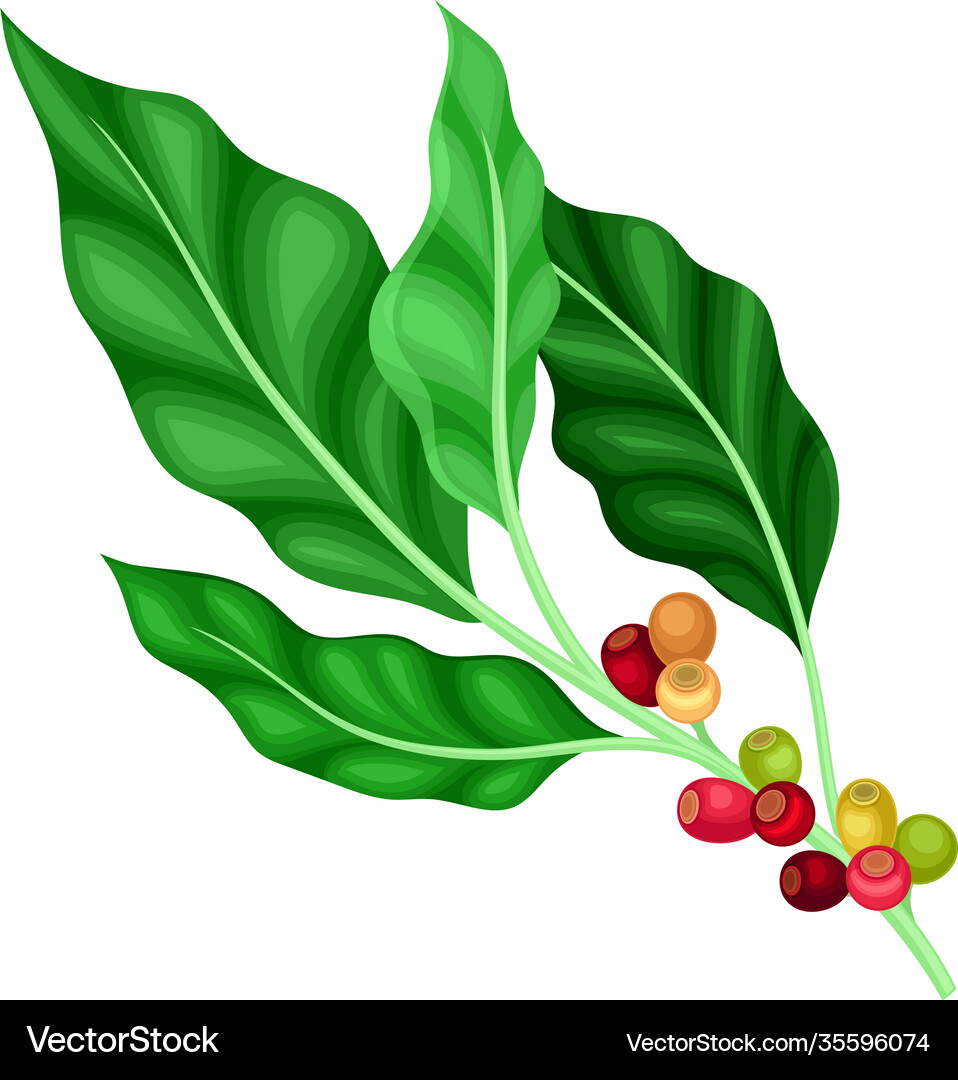 Green branch coffee tree with hanging edible Vector Image