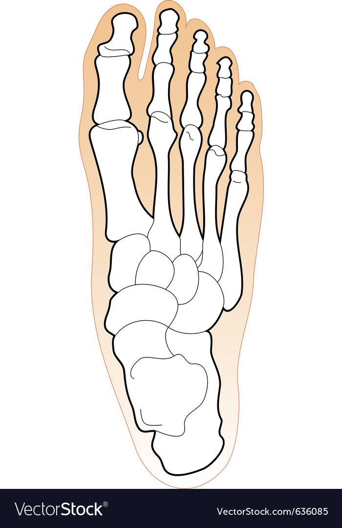 Bones of a human foot Vector Image by graphicgeoff - Image #636085 ...