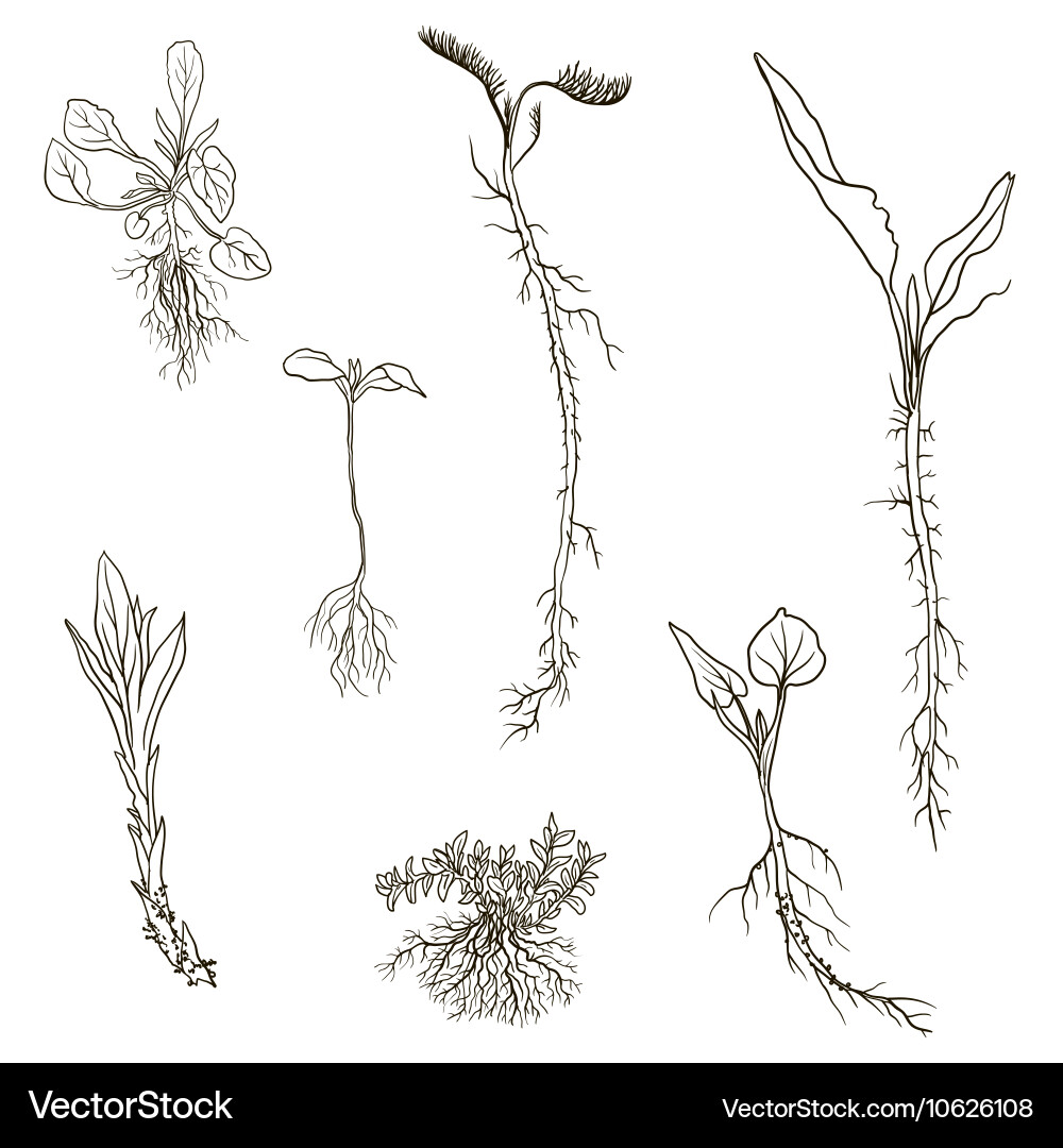 Set of line drawing herbs with roots Royalty Free Vector