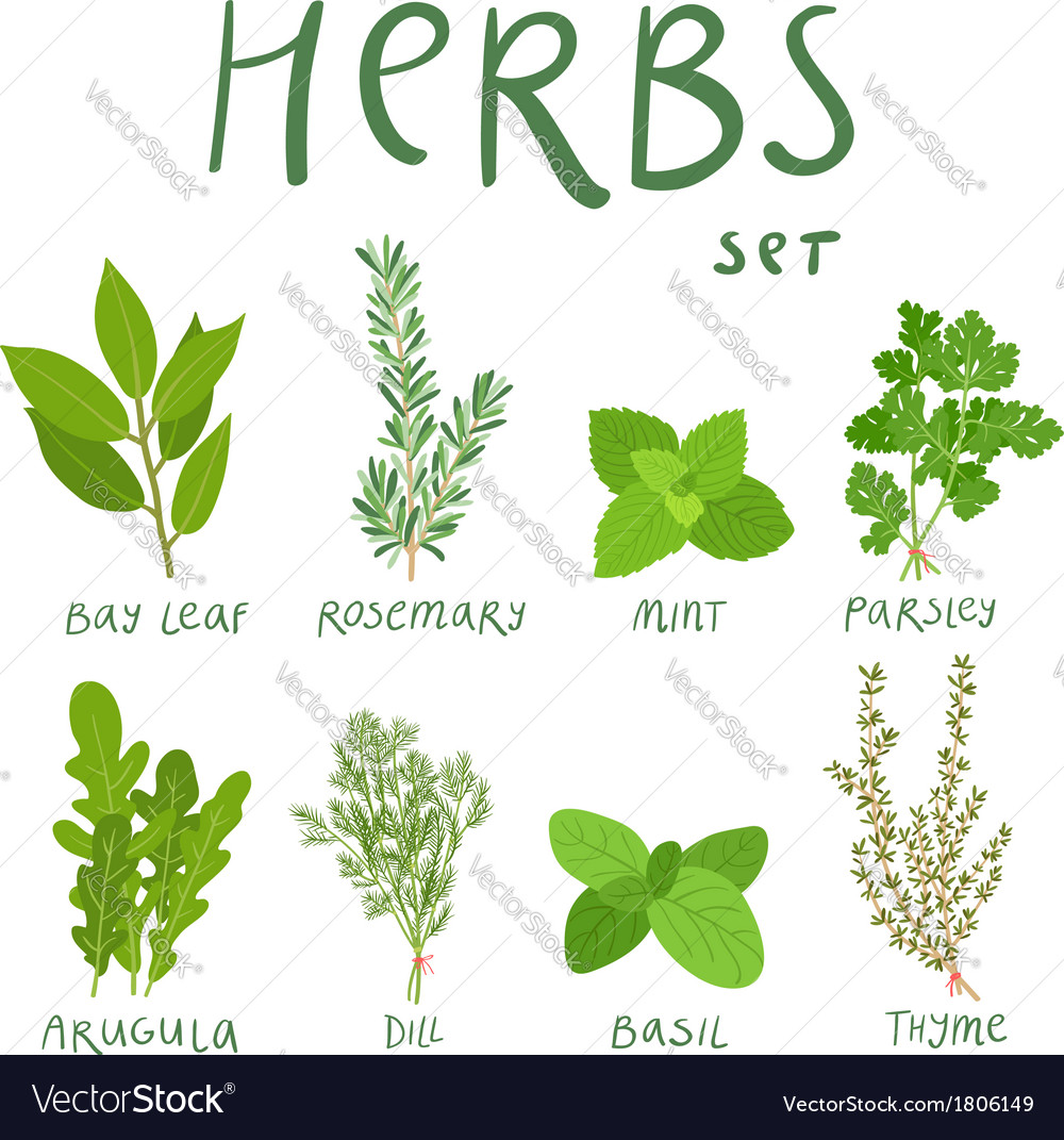Herbs Royalty Free Vector Image - VectorStock