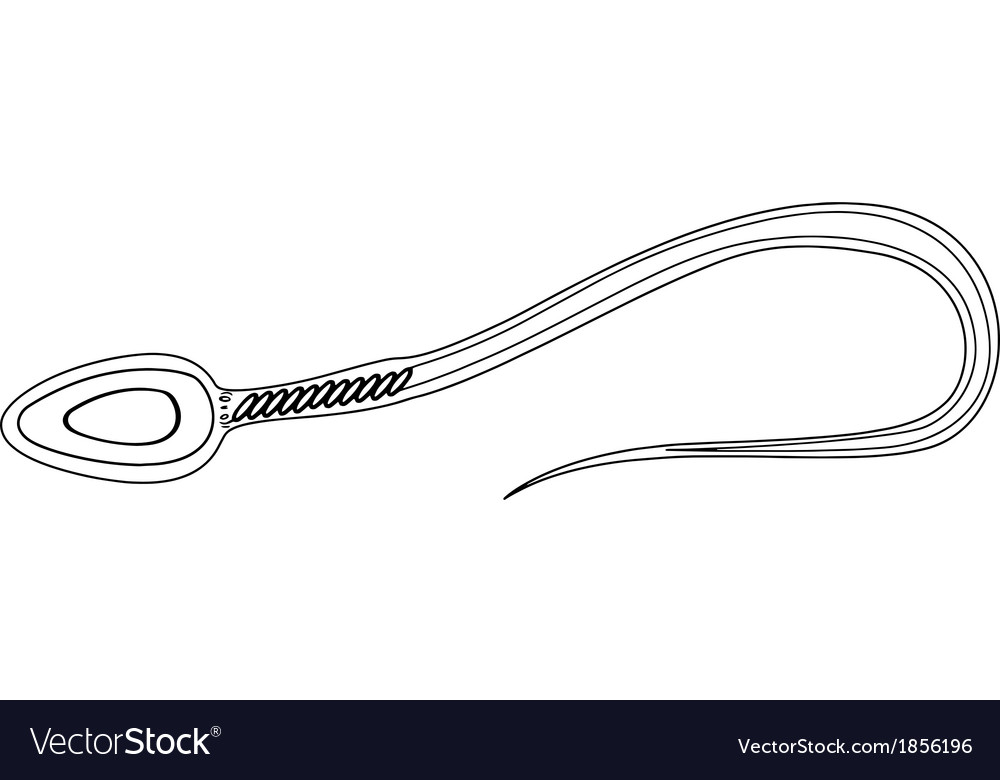 Sperm cell Royalty Free Vector Image - VectorStock Sperm cell Royalty Free Vector Image - VectorStock