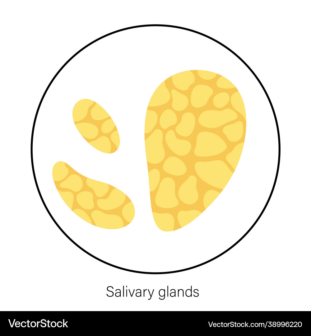 Salivary gland concept Royalty Free Vector Image