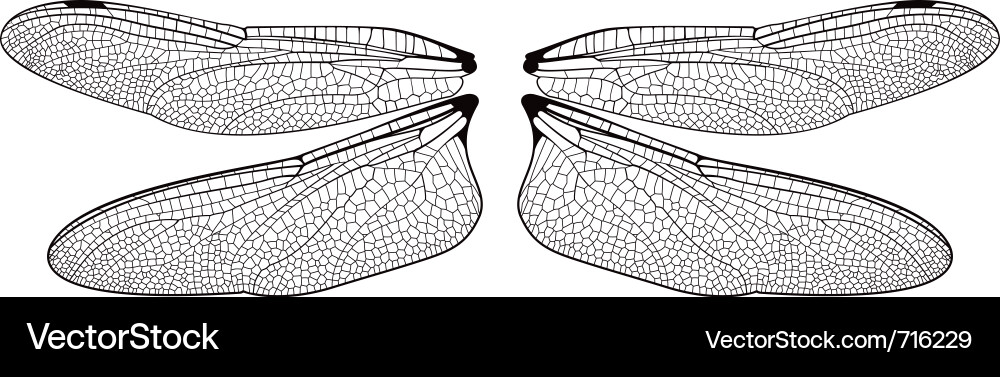 Dragonfly wings Royalty Free Vector Image - VectorStock