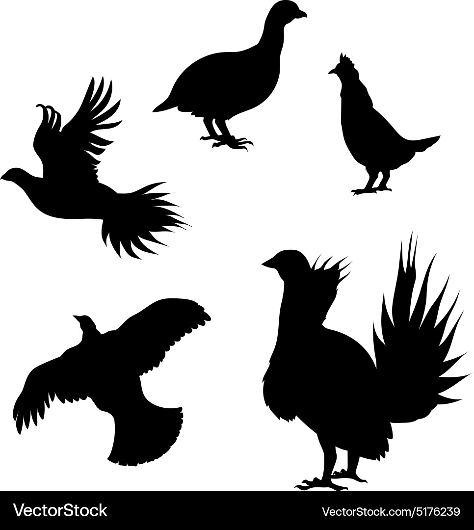 Silhouettes of a grouse Royalty Free Vector Image