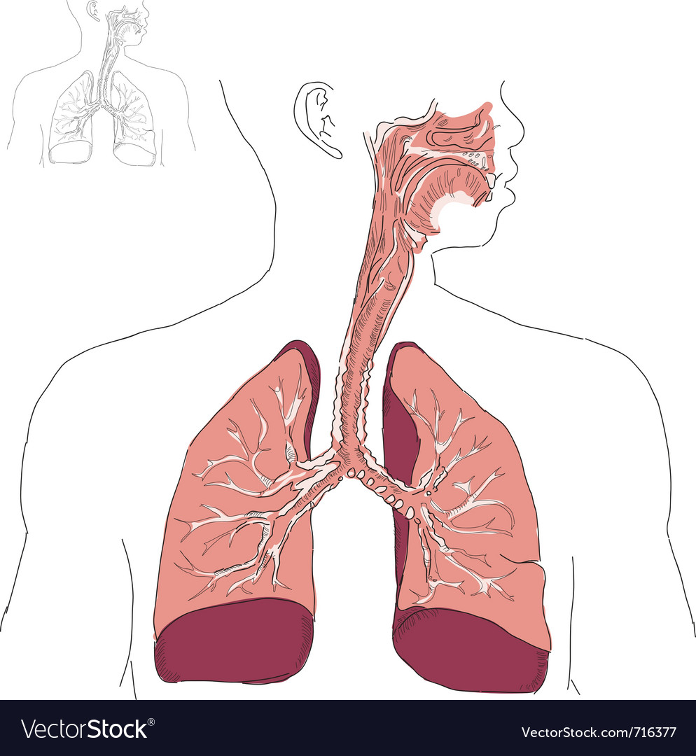 Respiratory system Royalty Free Vector Image - VectorStock Respiratory system Royalty Free Vector Image - VectorStock