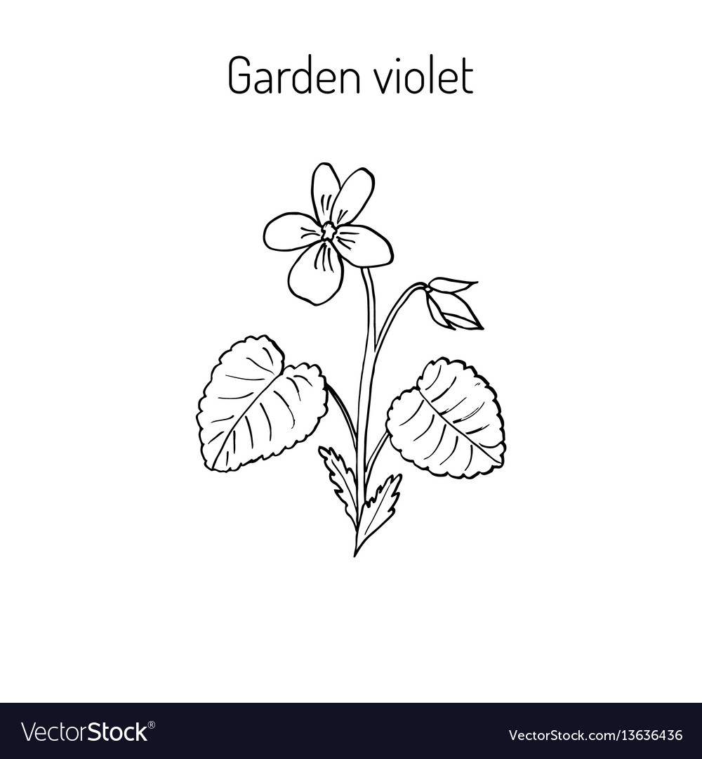 Wood violet flower Royalty Free Vector Image - VectorStock
