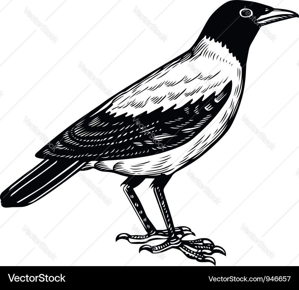Crow Royalty Free Vector Image - VectorStock