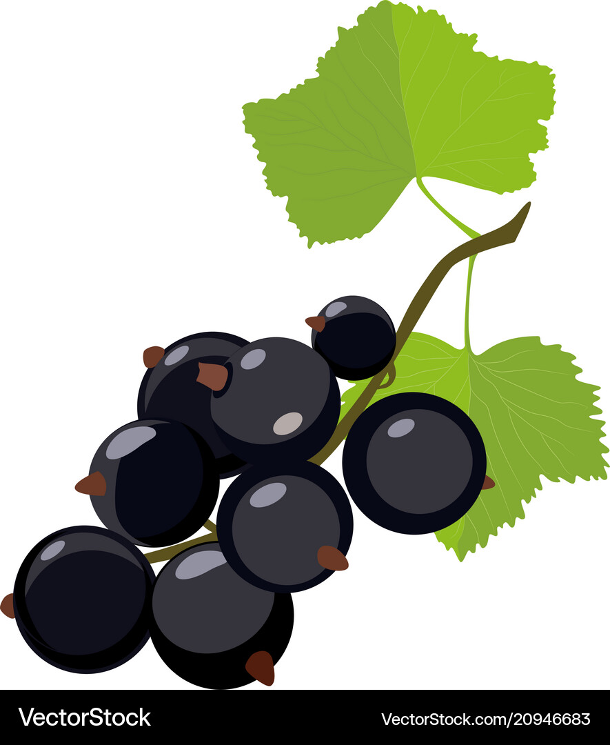 Black currant icon in cartoon style Royalty Free Vector