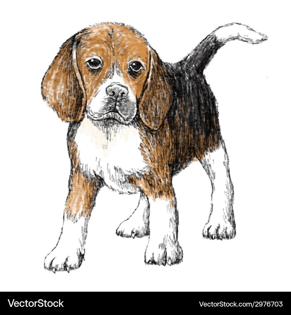 Beagle Royalty Free Vector Image - VectorStock
