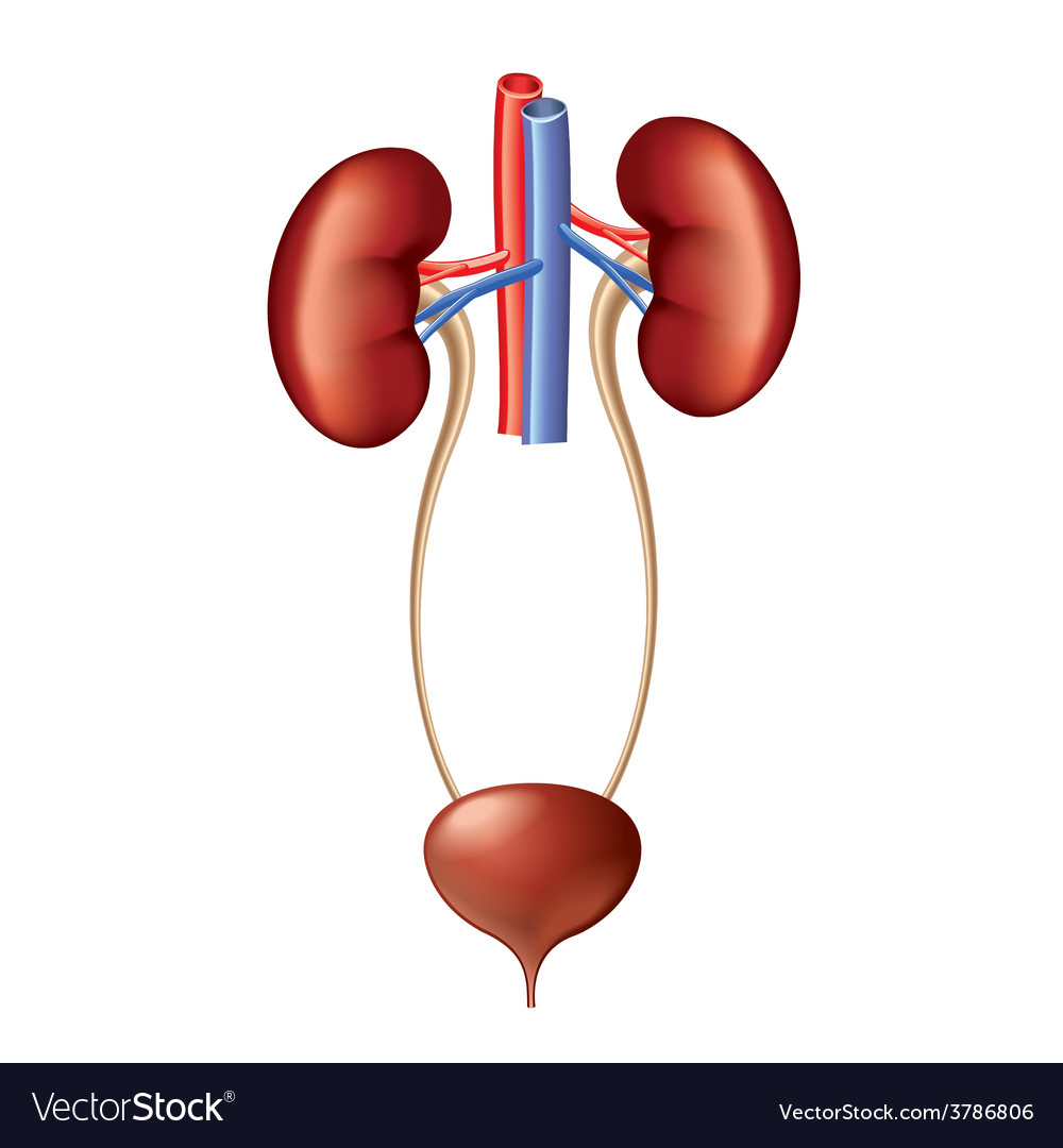 Urinary System No Labels