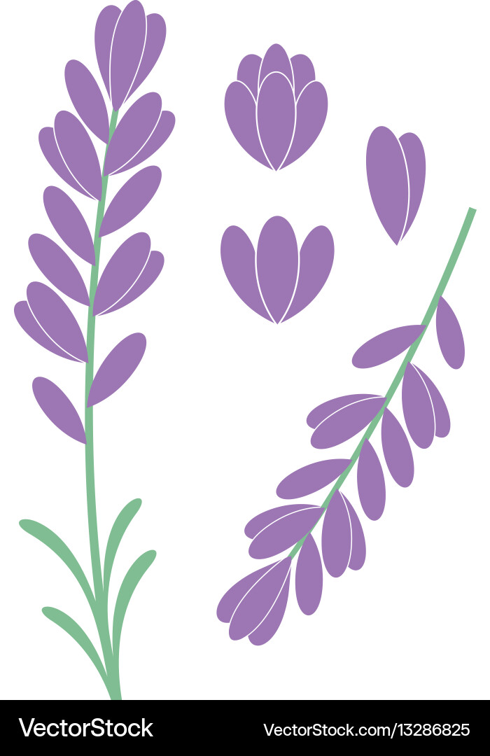 Lavender flower Royalty Free Vector Image - VectorStock