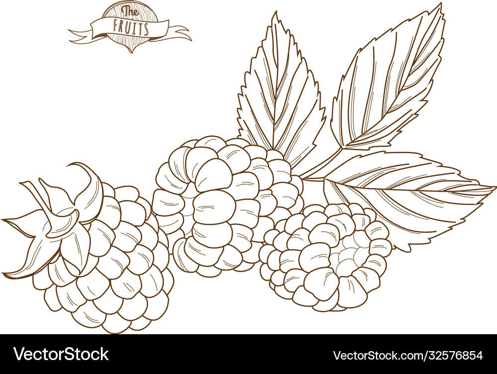 Outline hand drawn raspberry flat style thin line Vector Image