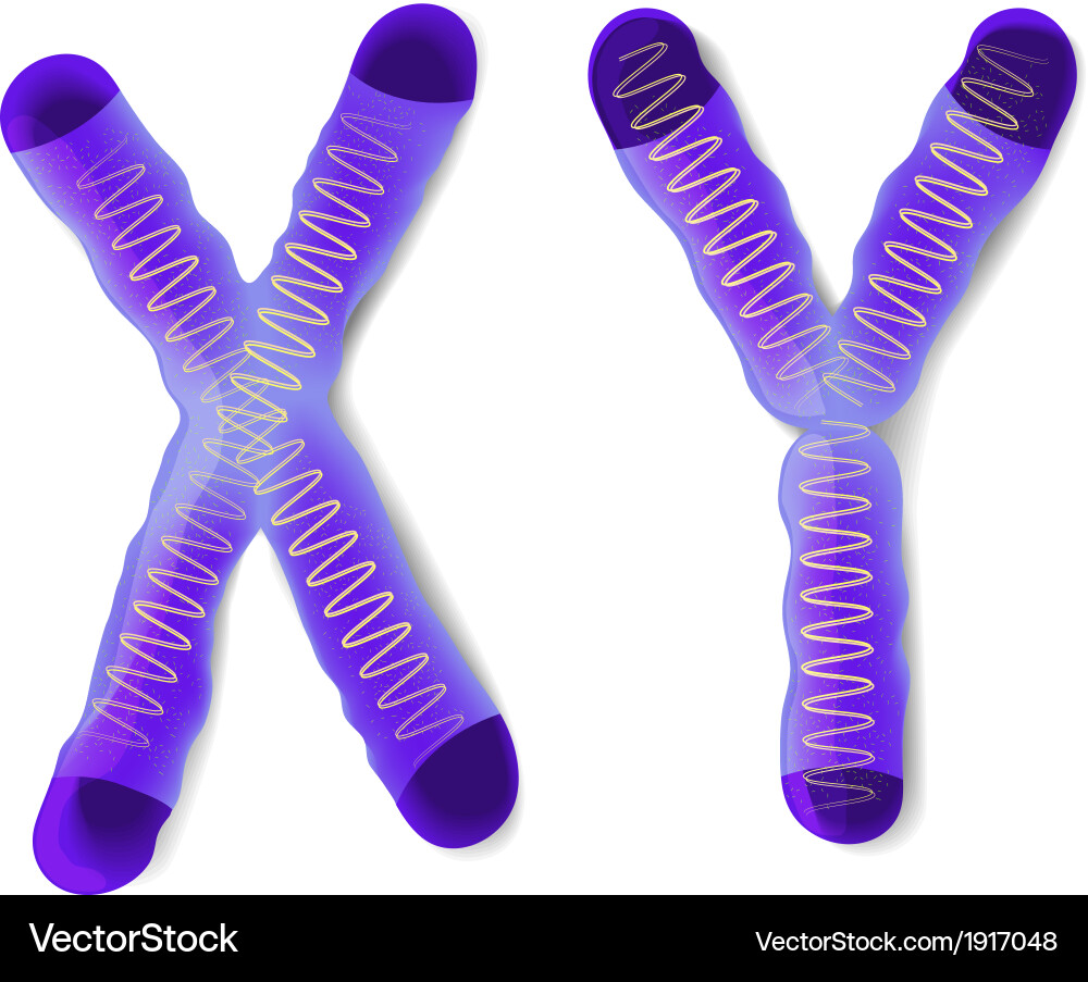X and Y chromosomes Royalty Free Vector Image - VectorStock