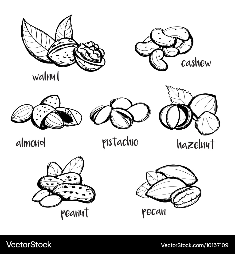 Set of hand drawn nuts Royalty Free Vector Image