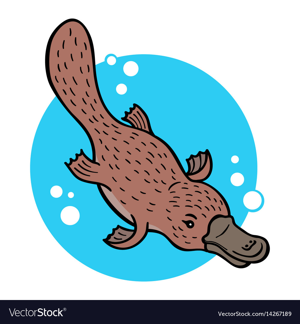 Cartoon platypus Royalty Free Vector Image - VectorStock