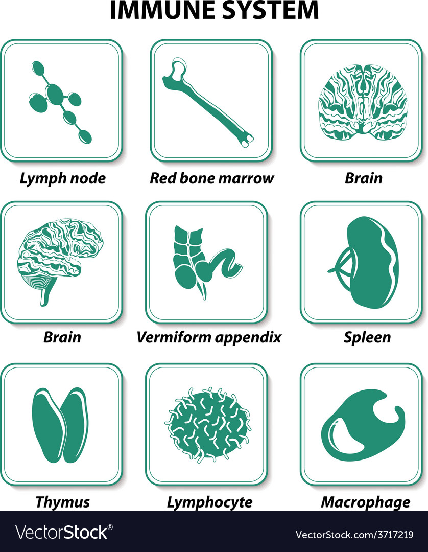 Icon Immune System Royalty Free Vector Image Vectorstock