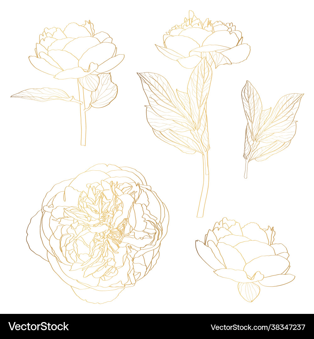 Peonies golden outline set on white background Vector Image