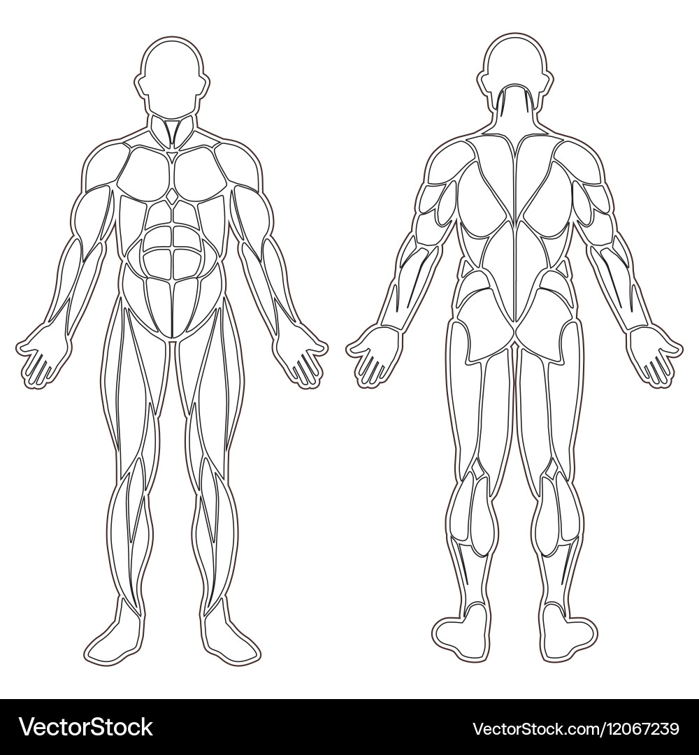 Human body muscles silhouette Royalty Free Vector Image