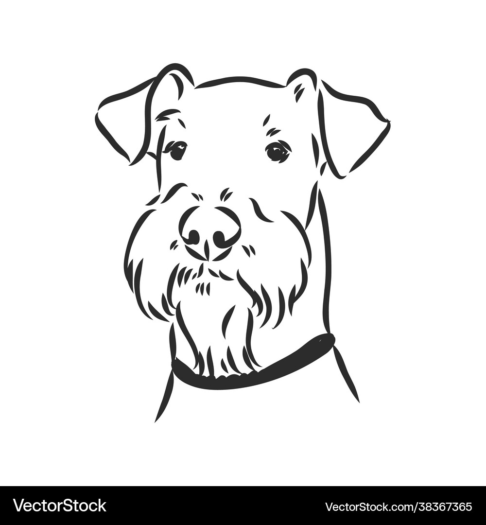 Airedale terrier dog hand drawn Royalty Free Vector Image