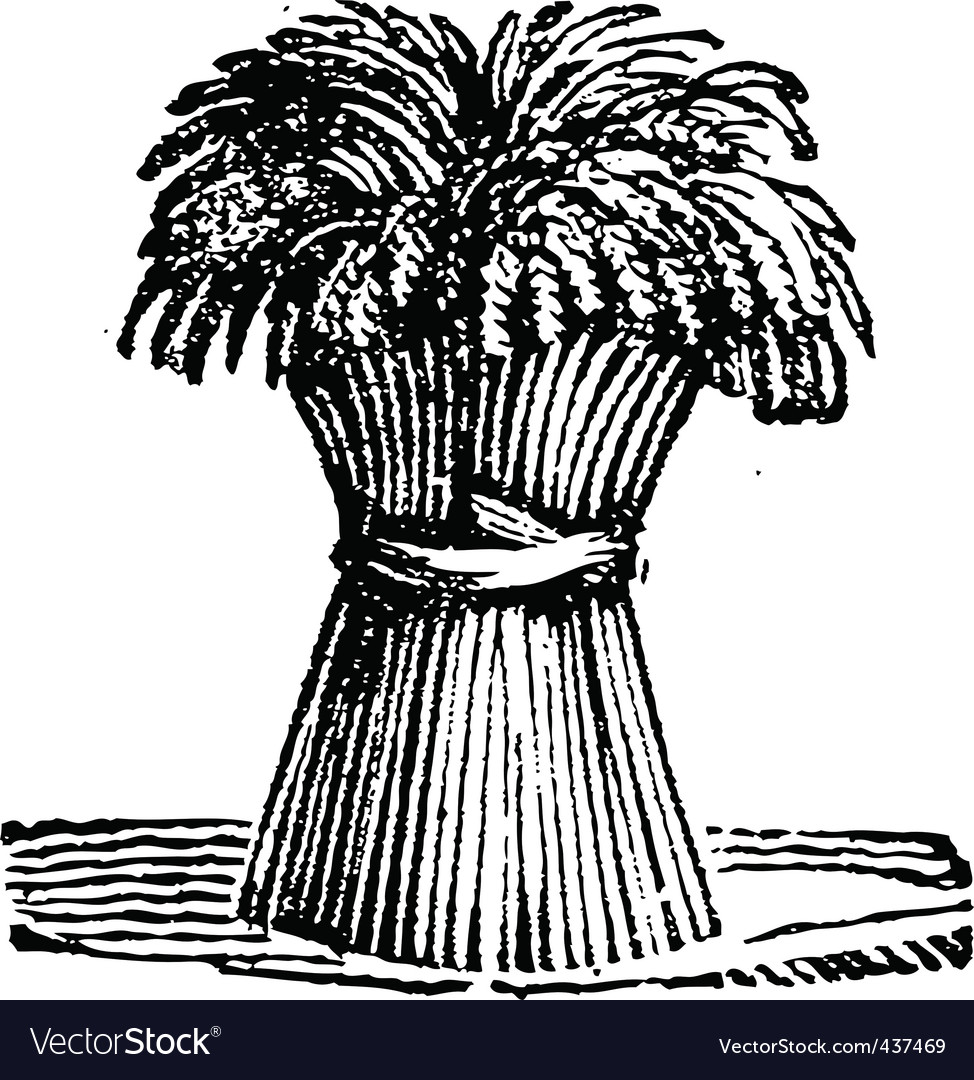 Sheaf of wheat Royalty Free Vector Image - VectorStock